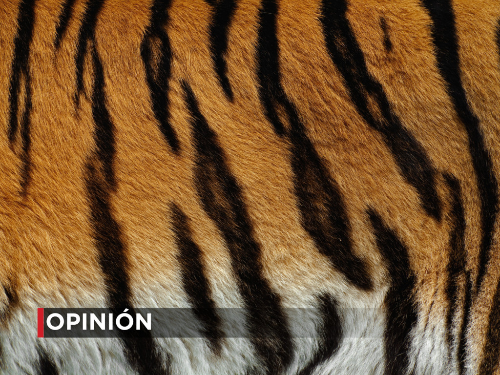 El tigre y sus manchas - Con Criterio